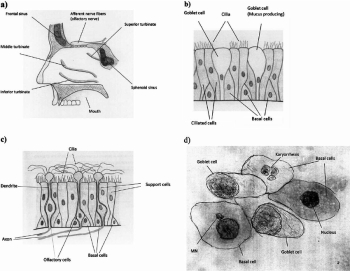 Free: a ) Anatomy and morphology of the human nose. ( b ) Depiction of ...