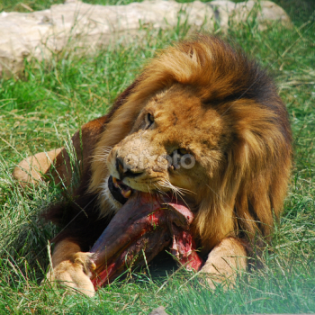Free: African male lion eating | Lions, Tigers & Big Cats | Animals ...