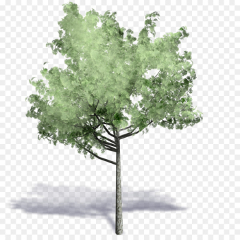 Free: Tree Autodesk Revit Woody plant Building information modeling ...