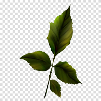 Free: Beach rose Gold , Leaf transparent background PNG clipart - nohat.cc