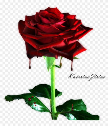 Free: Bleeding Rose Png By Vladnoxart Bleeding Rose Png By - Rose ...