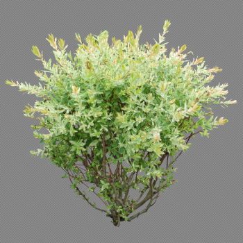 Free: Bush Png Image - nohat.cc