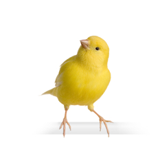 Free: Canary png 3 » PNG Image - nohat.cc