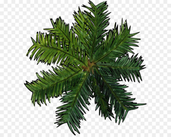 Free: Conifers Tree Top Image - Pine Tree Top View Png - nohat.cc
