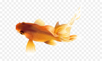 Free: Common goldfish Zebrafish Calico Common carp - Goldfish PNG ...