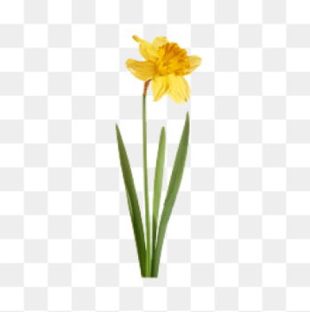 Free: Daffodil PNG Images - DLPNG.com - nohat.cc