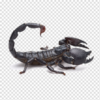 Free: Mortal Kombat Scorpion Png Transparent Image - Scorpion Mortal ...