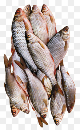 Free: Dead Fish Png, Vector, PSD, and Clipart With Transparent ...