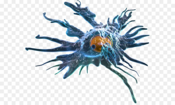 Dendritic Cell Cartoon