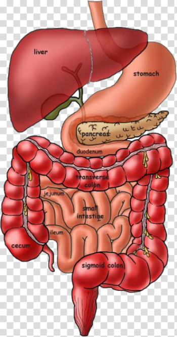 Free: Digestive System PNG HD Transparent Digestive System HD.PNG ...