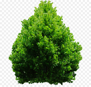 Free: Evergreen Shrub Tree DeviantArt - Shrub Png Plan Tree Png - nohat.cc