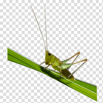 Free: Grasshopper Caelifera Locust, grasshopper transparent background ...