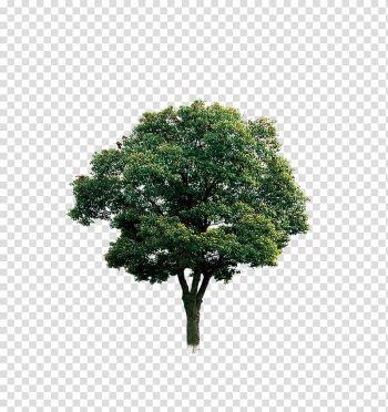 Free: Tree Computer file, maple transparent background PNG clipart ...