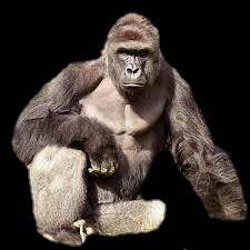 Free: Harambe ( transparent background ) by JORPAGE on DeviantArt ...