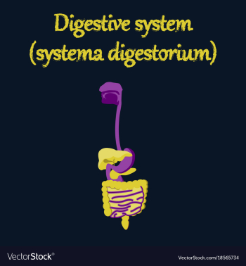 Free: Human organ icon in flat style digestive system vector image ...
