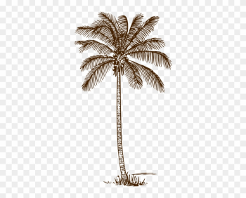 Free: Palm Clip Art - Cute Palm Tree Drawing - nohat.cc