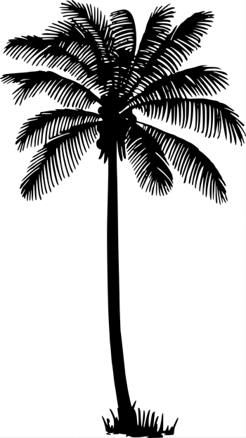 Free: Palm Tree Outline Png , (+) Pictures - trzcacak.rs - nohat.cc