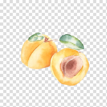 Free: Peach Apricot Fruit, Apricots transparent background PNG clipart ...