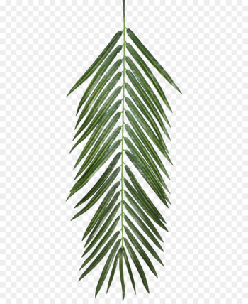 Free: Plant Opacity Texture mapping Leaf - palm leaves - nohat.cc