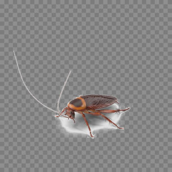 Free: Roach Transparent Image - nohat.cc
