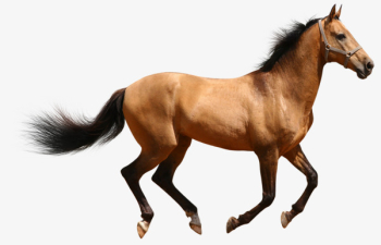 Free: Running Horse, Horse Clipart, Steed, Run PNG Image and Clipart ...