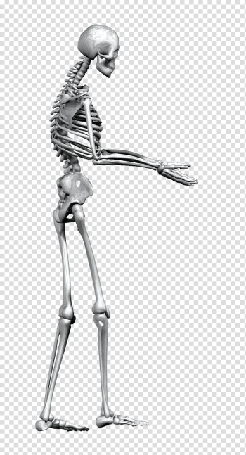 Free: Skeleton, skeleton animated figure transparent background PNG ...