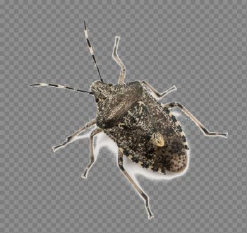 Free: Stink Bug PNG Free Download - nohat.cc