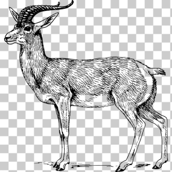 Free: File:Simbolo konoha.svg - Wikimedia Commons - nohat.cc