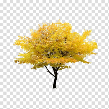 Free: Tree , tree transparent background PNG clipart - nohat.cc