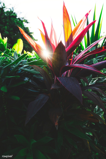 Free: Tropical Plant Collection: Monstera, Palm, and Fern - nohat.cc