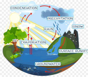 Https www vectorstock com royalty free vector plant life cycle diagram ...
