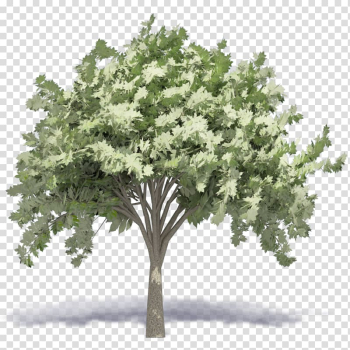 Free: Tree Autodesk Revit Woody plant Building information modeling ...