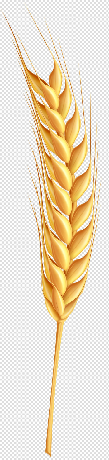 Free: Yellow corn, Wheat , Wheatear transparent background PNG clipart ...