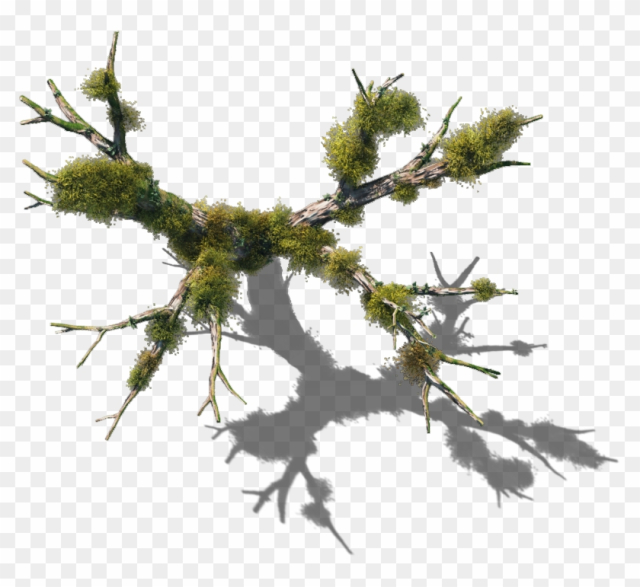 Free: 06 Feb 2009 - Swamp Tree Png - nohat.cc