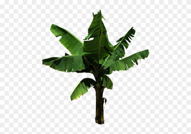 Free: 13 Oct 2014 - Banama Tree Png File - nohat.cc