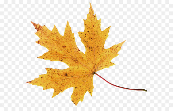 Free: 2017 Nissan LEAF Autumn leaf color Clip art - Autumn Leaf PNG ... Free: 2017 Nissan LEAF Autumn leaf color Clip art - Autumn Leaf PNG ...