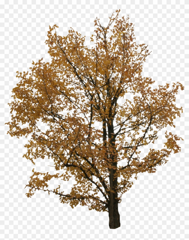 Free: 2d Trees, Autumn - Free Png Tree Autumn - nohat.cc