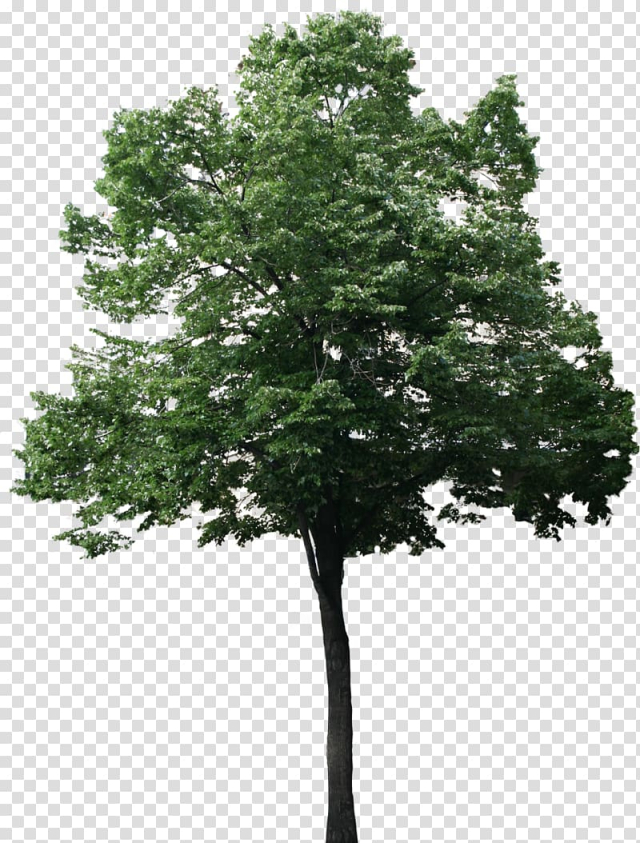 Free: 3D modeling Wavefront .obj file FBX 3D computer graphics Tree, watercolor tree transparent ...