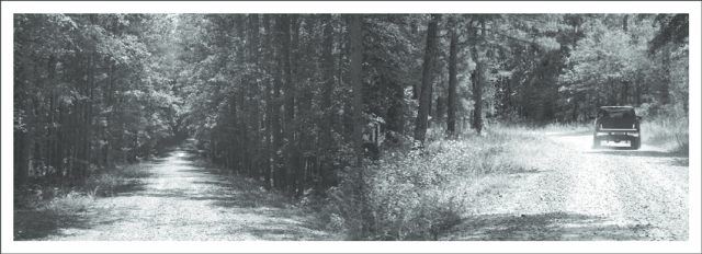 Free: A forest road with dense stands on both sides shading the road ...