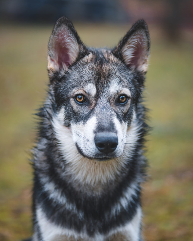 Free: A simple Cap portrait - nohat.cc