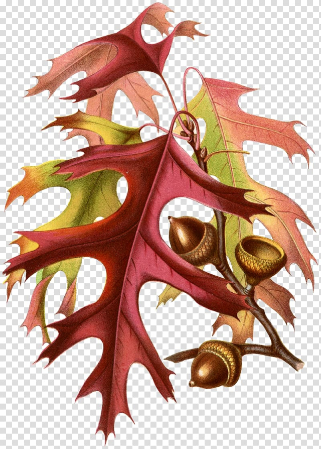 Free: Acorn Autumn leaf color Thanksgiving Illustration, acorn ...