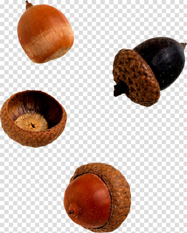 Free: Acorn Leaf , acorn transparent background PNG clipart - nohat.cc