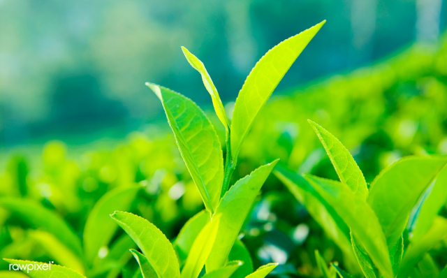 Free: Agriculture crop tea | Free stock photo - 1521 - nohat.cc