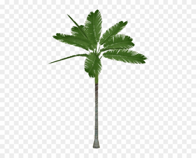 Free: Alexander Palm - Alexandra Palm Tree Png - nohat.cc