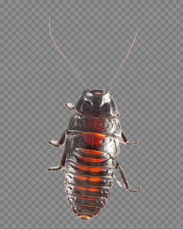Free: American Cockroach PNG Transparent Image - nohat.cc