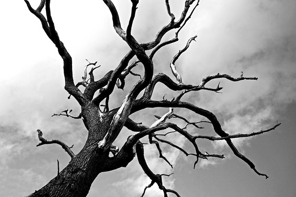 Free: An Ent.jpg - nohat.cc