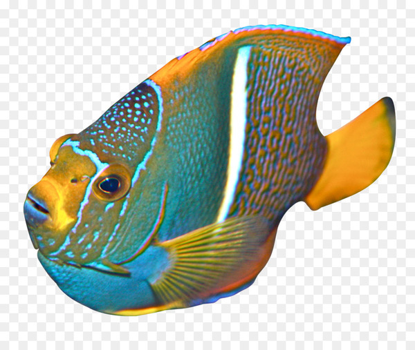 Free: Angelfish Clip art - Angelfish - nohat.cc