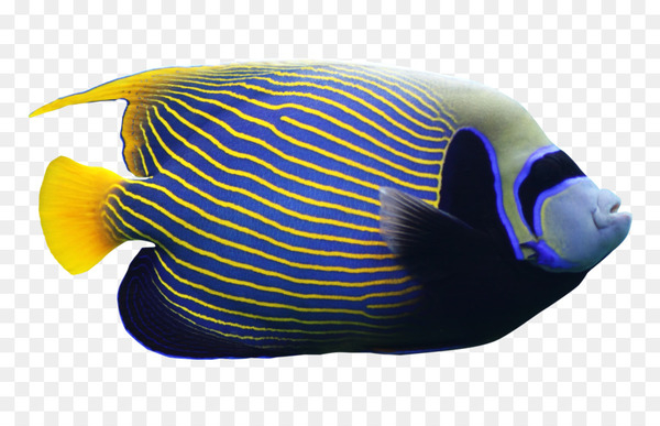 Free: Angelfish Clip art - Angelfish - nohat.cc