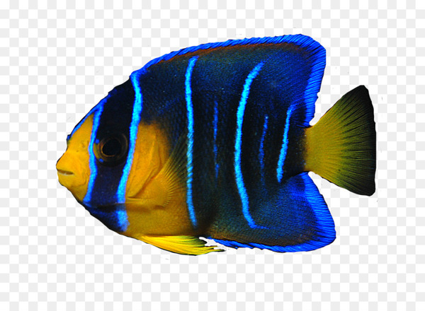 Free: Angelfish Ocean Clip art - fish - nohat.cc