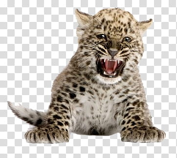 Free: Animal, brown and white leopard cub transparent background PNG ...